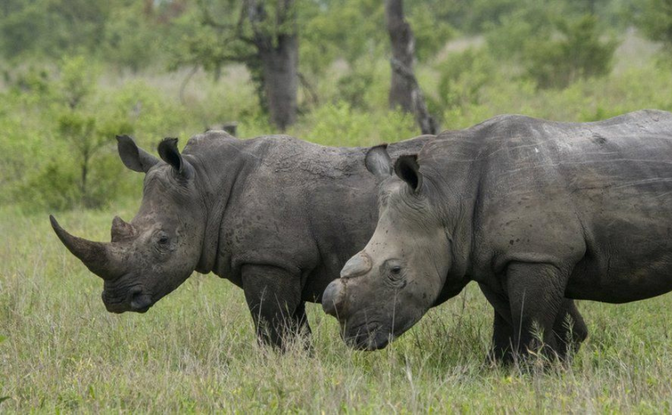 Le Braconnage : Une Menace pour la Biodiversité et l'Écologie – Iso Gourde